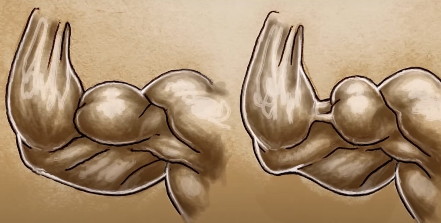 Biceps court : Comment les reconnaître et les entraîner